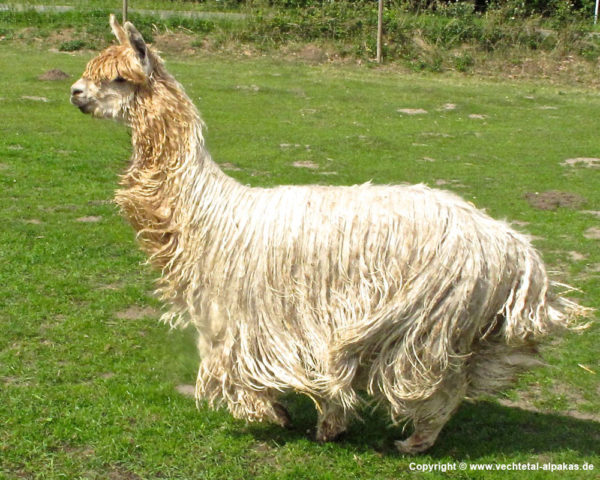 Alpaka Rassen | Vechtetal Alpakas